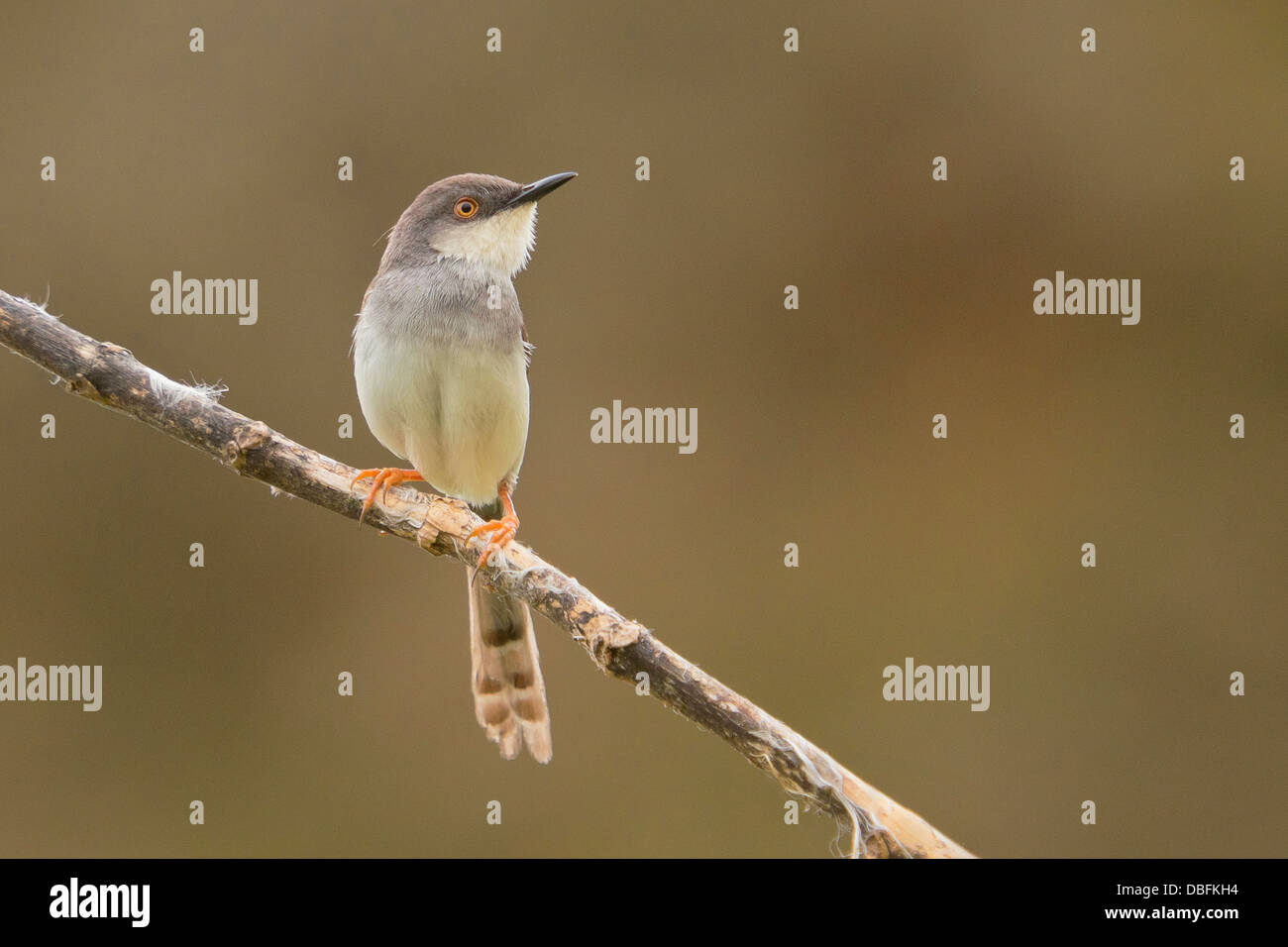 Grey-breasted Prinia (Prinia hodgsonii Stock Photo - Alamy