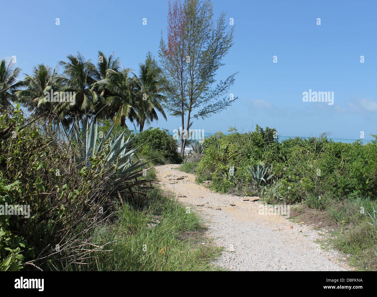 Path to the beach Stock Photo - Alamy
