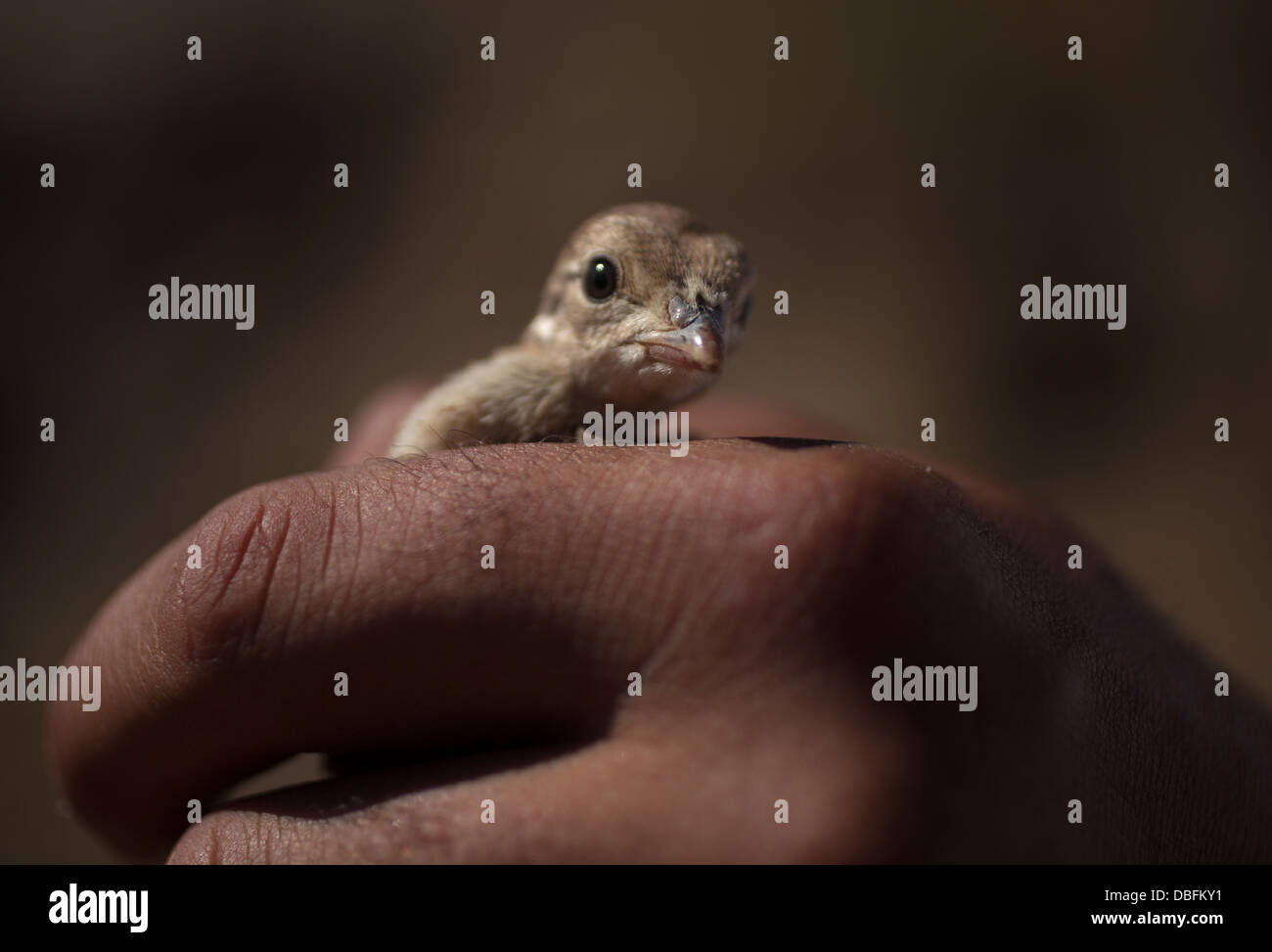 Baby partridge hi-res stock photography and images - Alamy