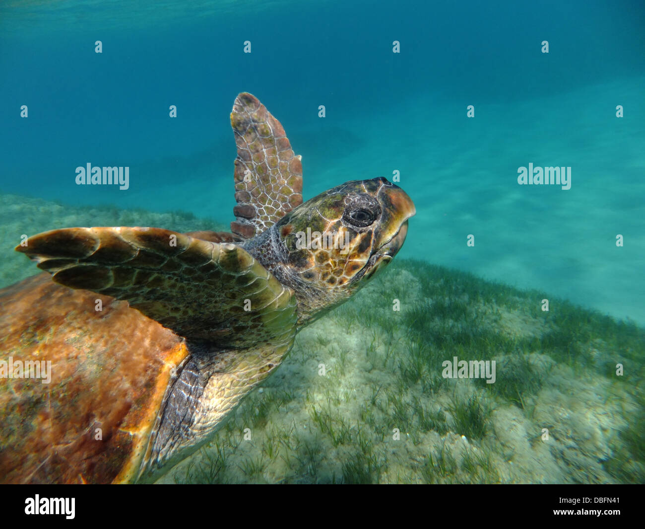 Loggerhead turtle greece hi-res stock photography and images - Alamy