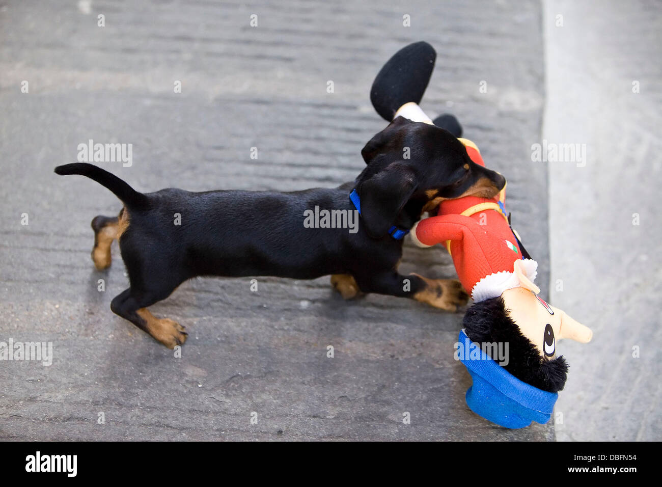 Cheeky Nelly the Dog stole Nicole "Snooki" Polizzi's Pinnochio doll ...