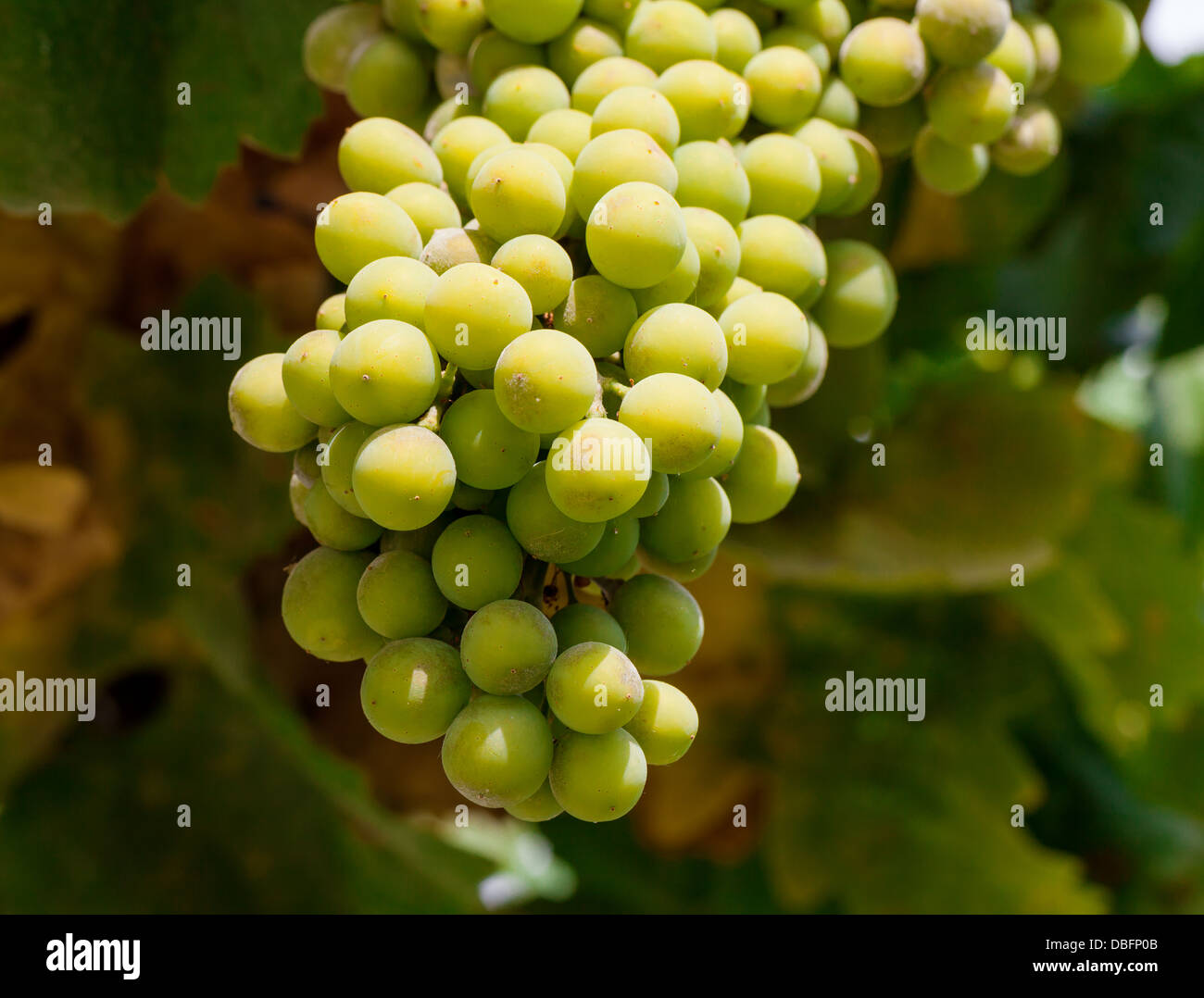 Green grapes grapevine hi-res stock photography and images - Alamy
