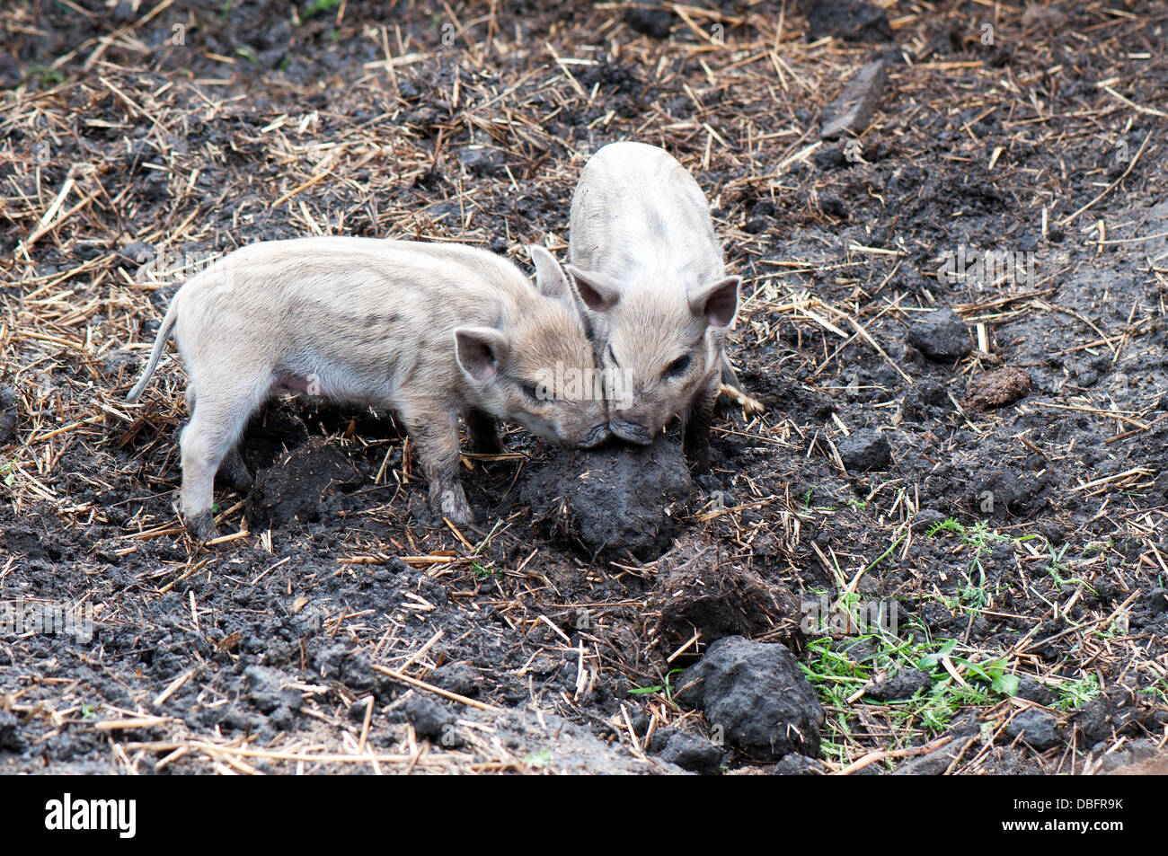 two cute little pigs sniffing something together Stock Photo - Alamy