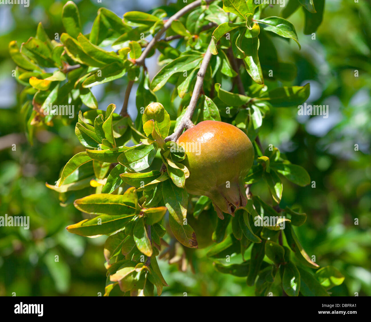Fruit pomegranate tree hi-res stock photography and images - Alamy