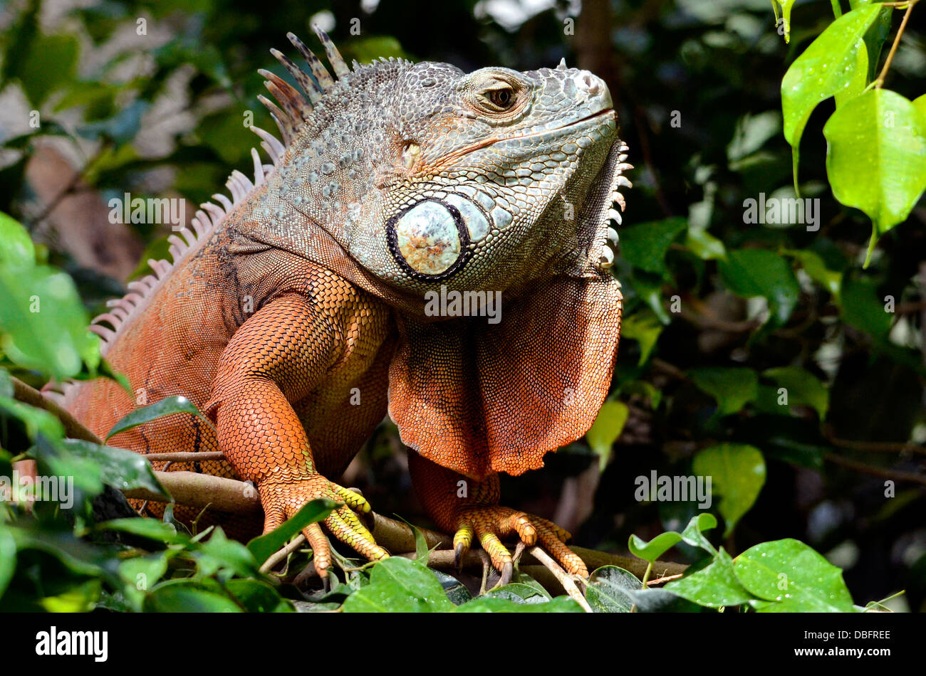 Portrait of green iguana, or common iguana (Iguana iguana), among the ...