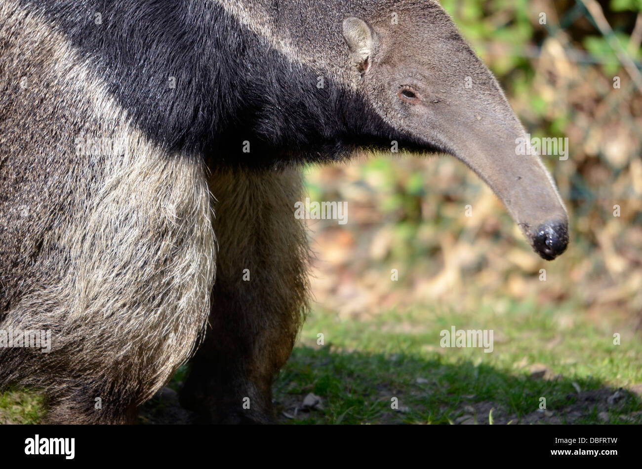 Anteater Nose