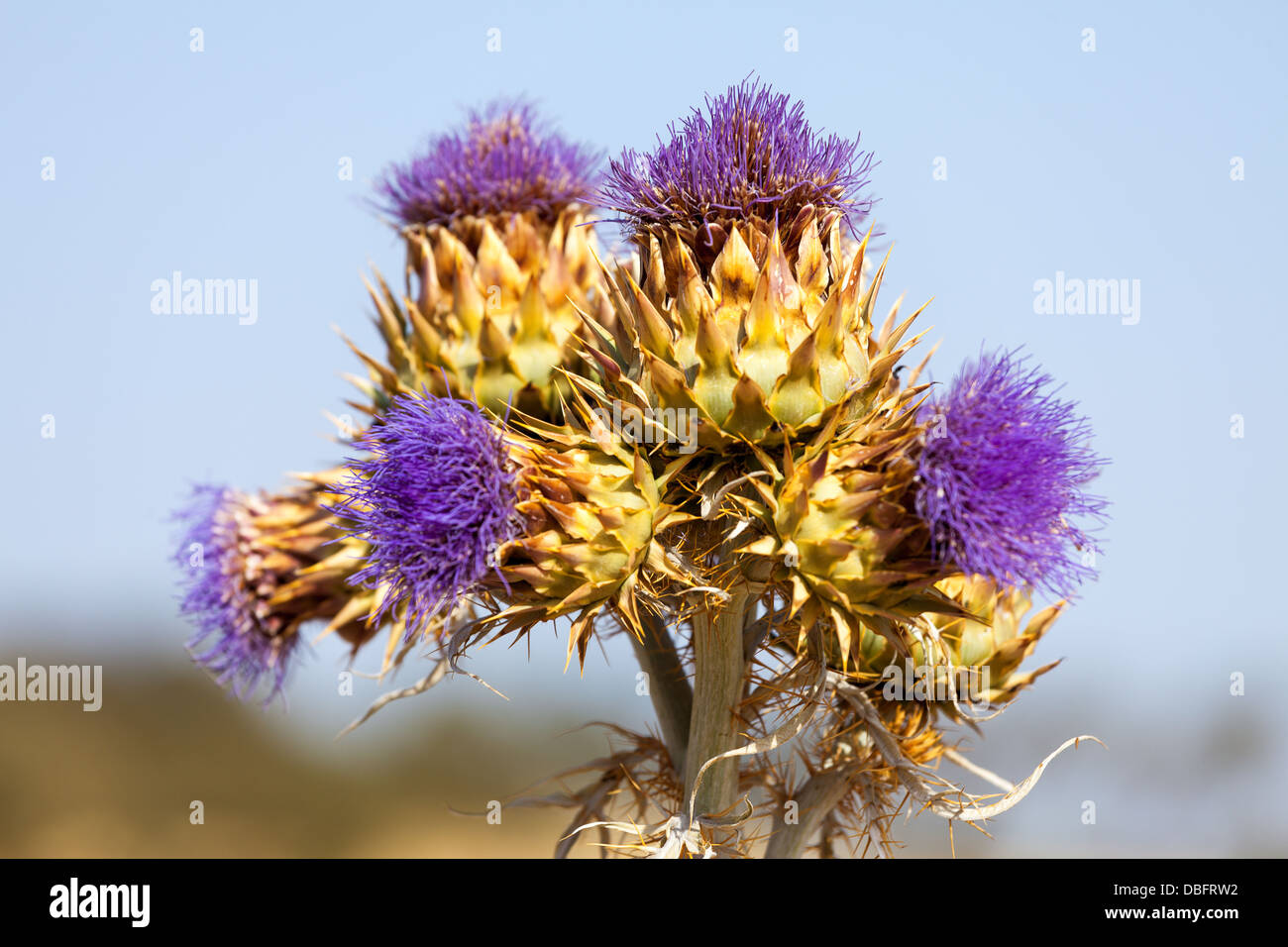 Vibrant milk thistle flowers, closeup Stock Photo - Alamy