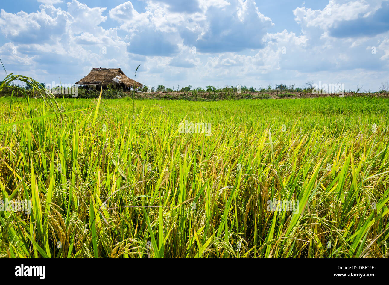Rice field in Thailand in the agriculture industry concept Stock Photo ...
