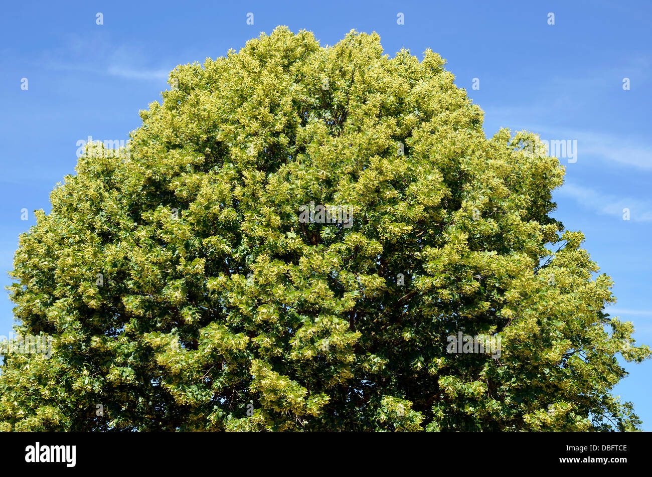 Closeup to the foliage of a tilia tree on blue sky background Stock ...