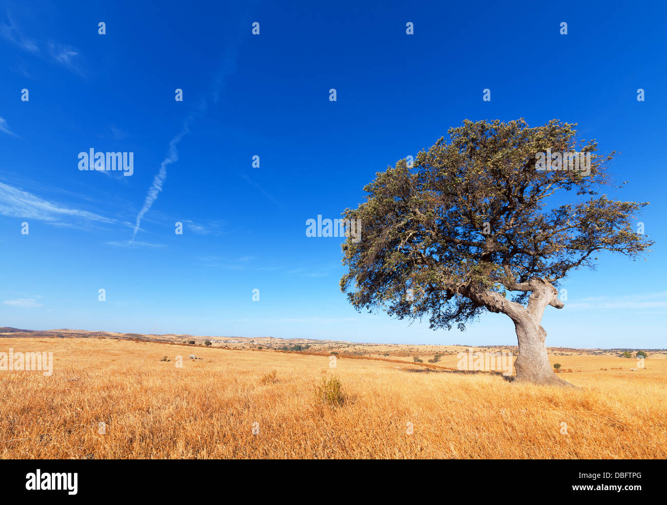 Single trunk of a mighty tree hi-res stock photography and images - Alamy