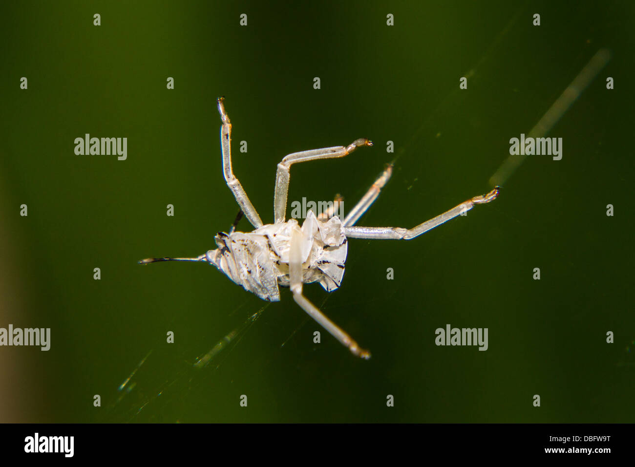 left case of spider Stock Photo - Alamy