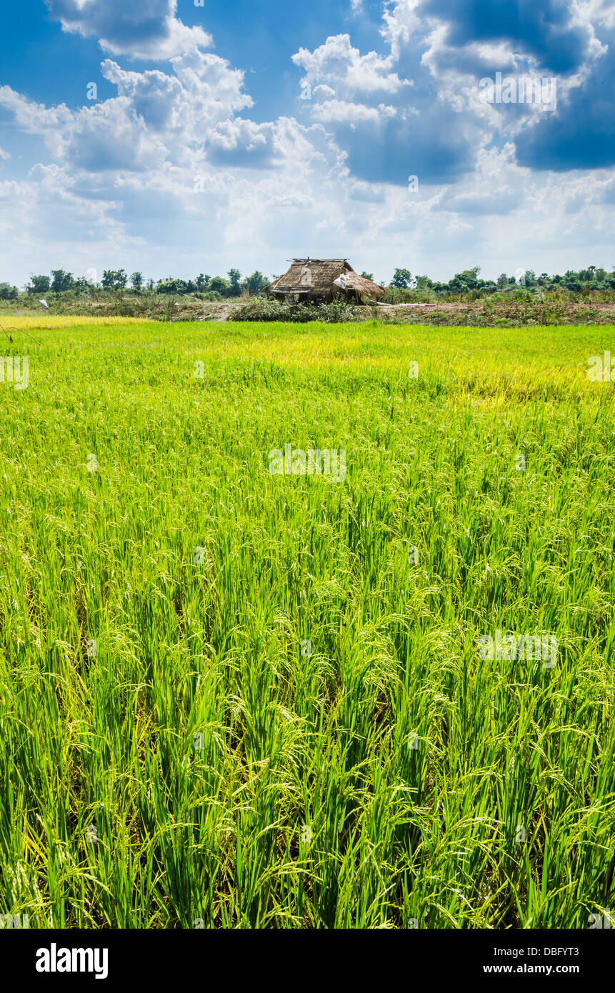 Rice field in Thailand in the agriculture industry concept Stock Photo ...