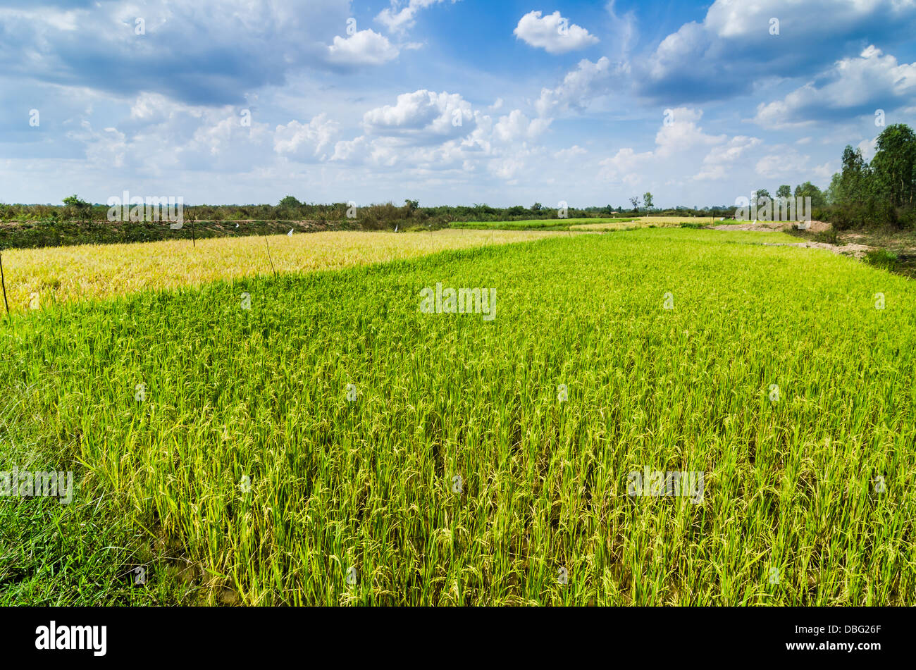 Rice field in Thailand in the agriculture industry concept Stock Photo ...