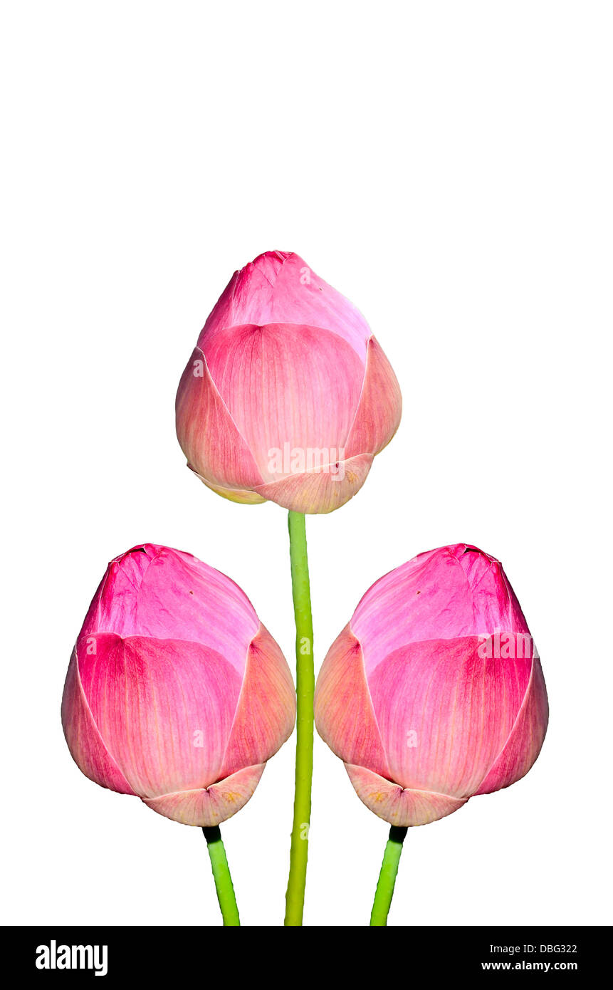 Many Lotus flower on white background Stock Photo - Alamy