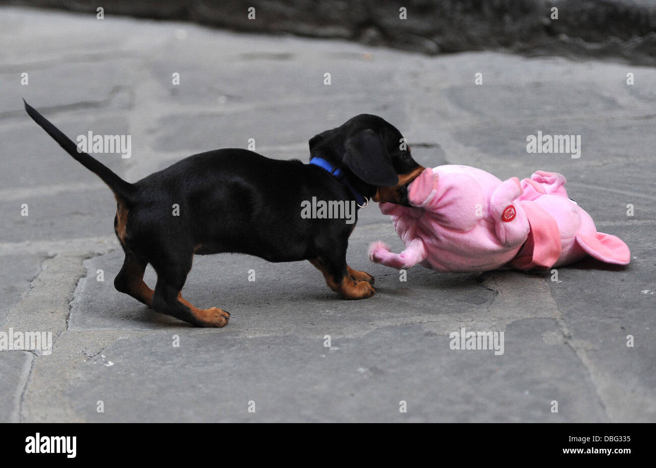 Nelly the Dog has become somewhat of a local attraction, having been ...