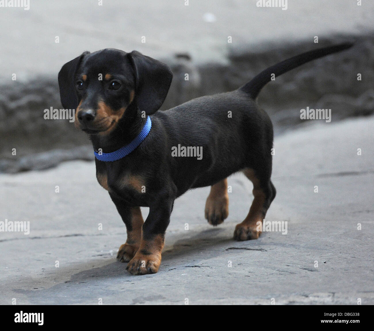 Nelly the Dog has become somewhat of a local attraction, having been ...