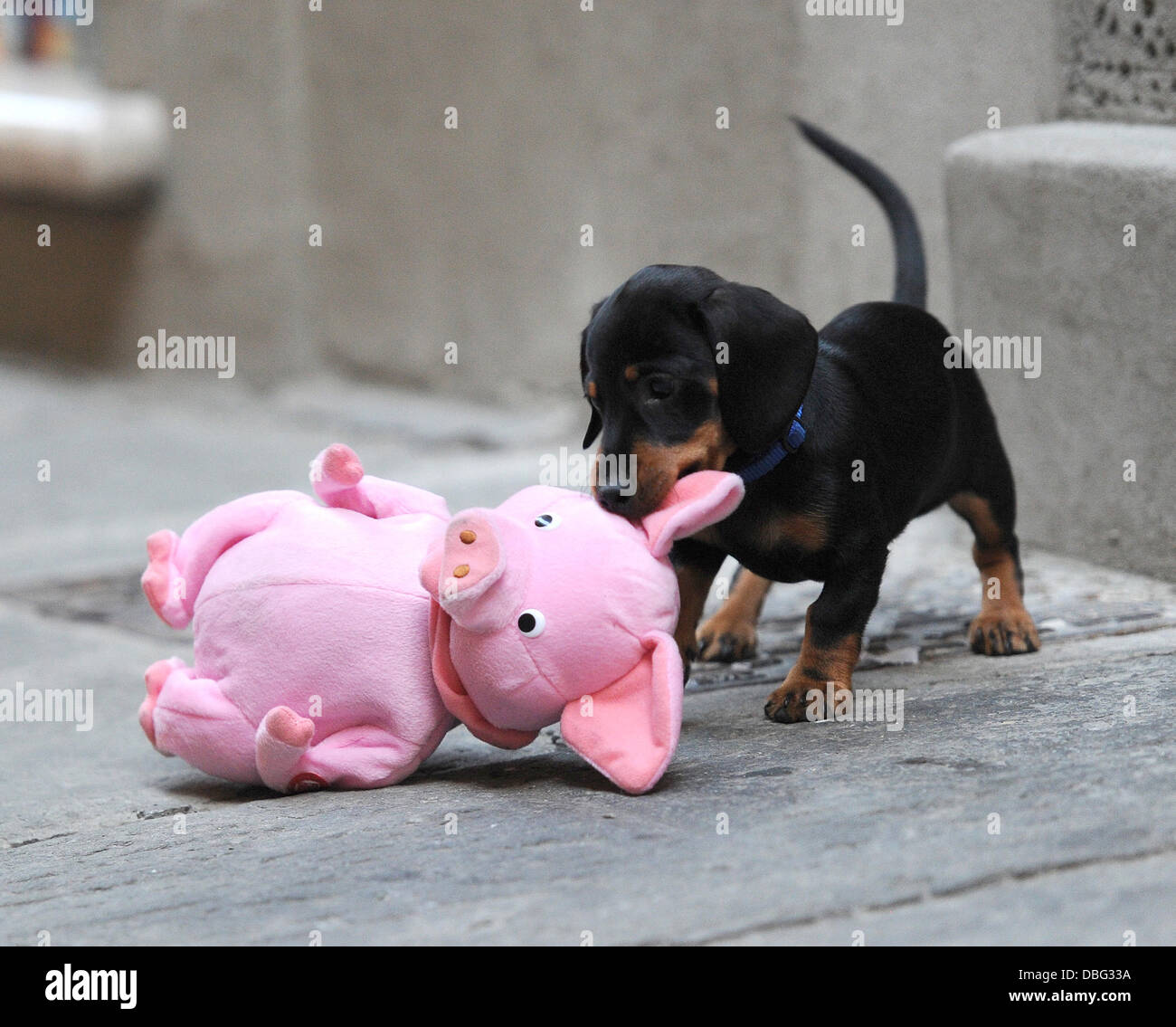 Nelly the Dog has become somewhat of a local attraction, having been ...