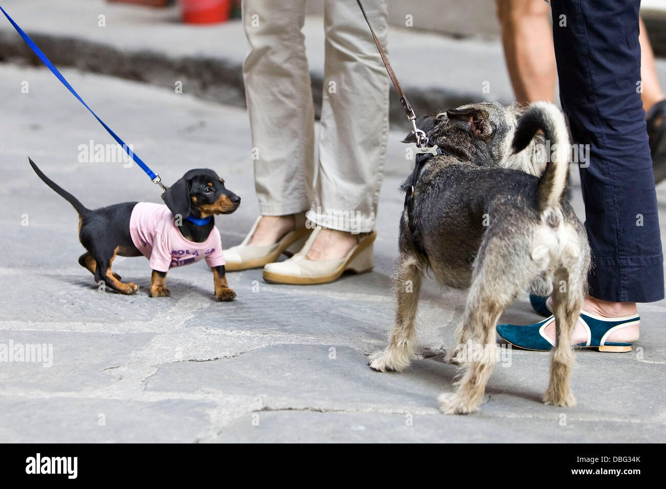 Nelly the Dog has become somewhat of a local attraction, having been ...