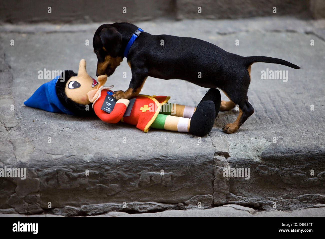 Nelly the Dog has become somewhat of a local attraction, having been ...