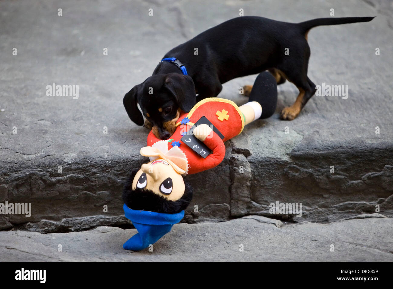 Nelly the Dog has become somewhat of a local attraction, having been ...