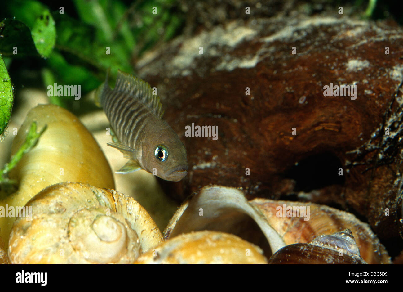 Shell dwelling cichlid Lamprologus ocellatus, Cichlidae, Tanganyika ...