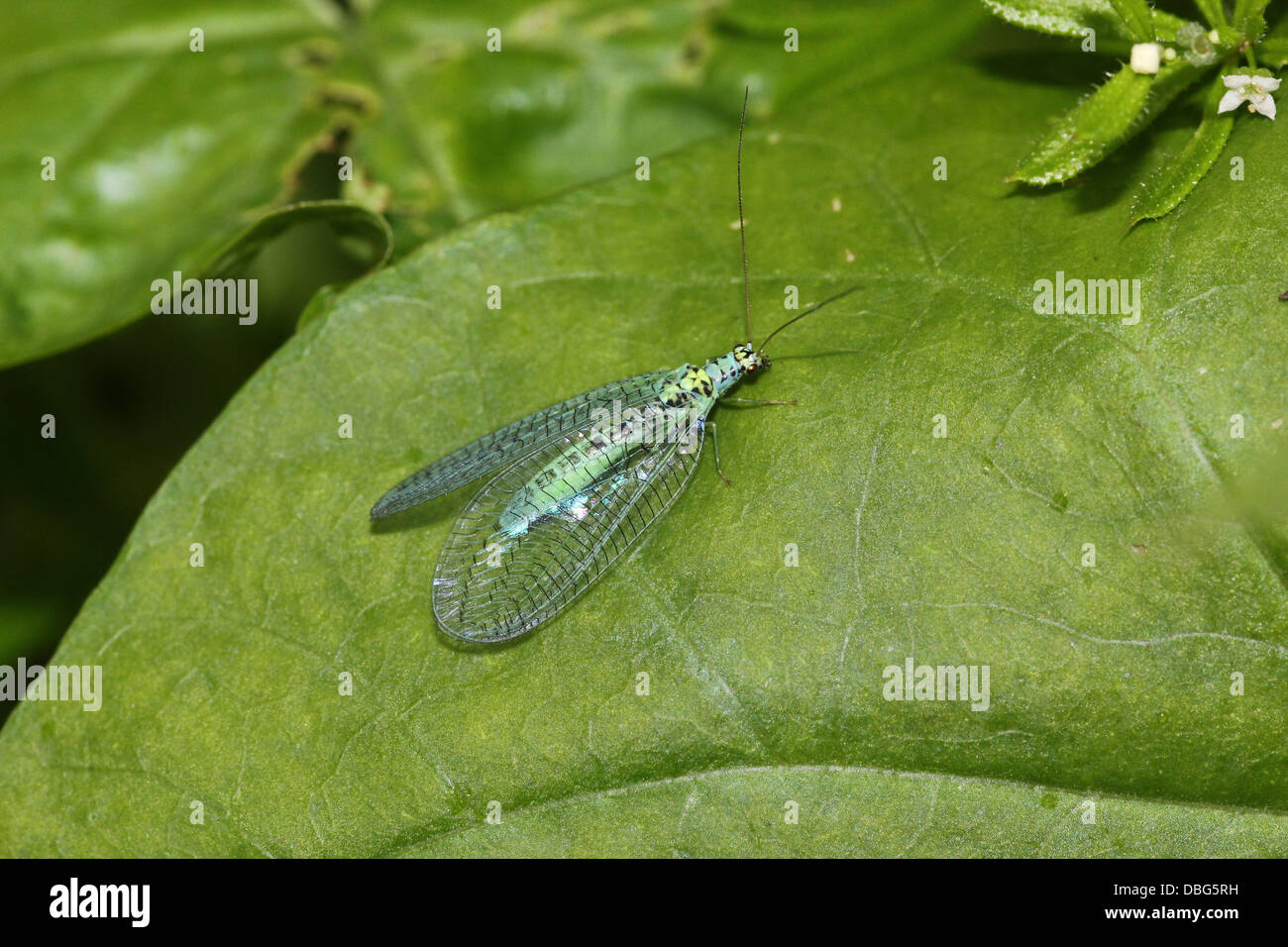 Green Lacewing (Chrysopa perla) macro , various poses (10 images in ...