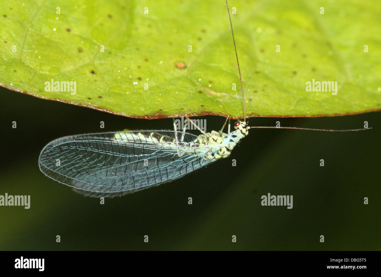 Green Lacewing (Chrysopa perla) macro , various poses (10 images in ...