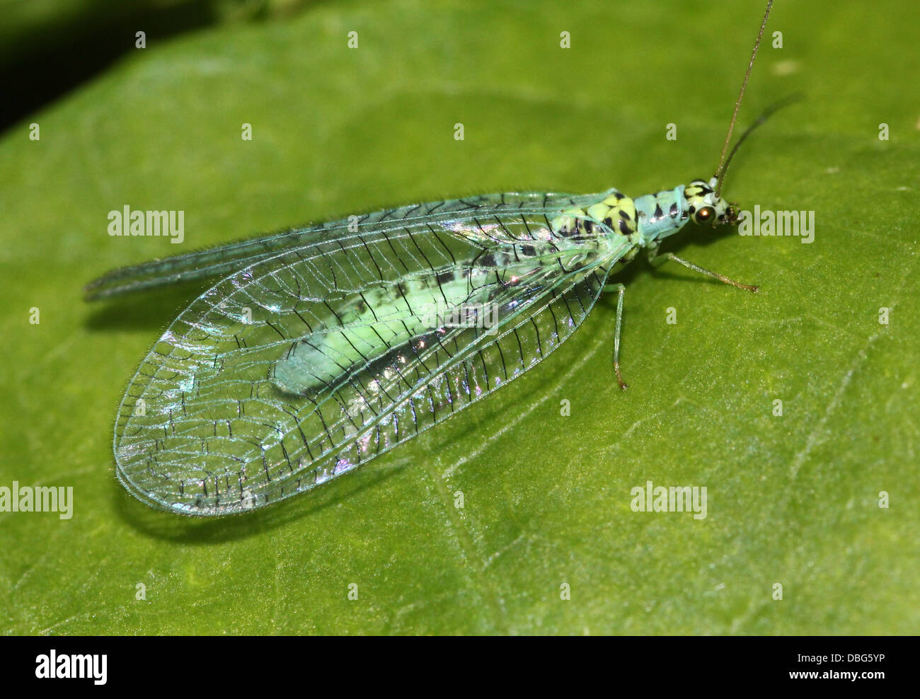 Lacewing flies hi-res stock photography and images - Alamy