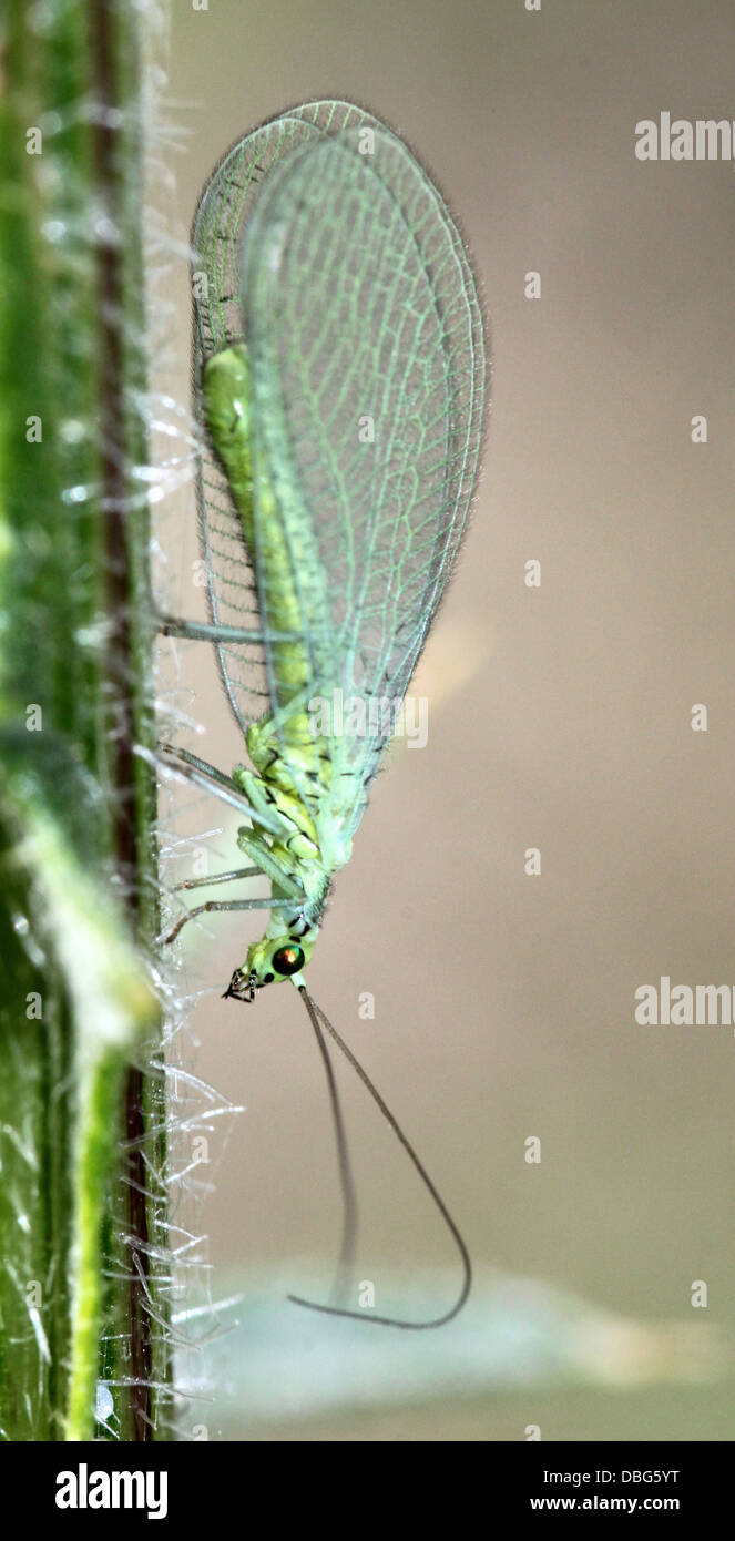Green Lacewing (Chrysopa perla) macro , various poses (10 images in ...