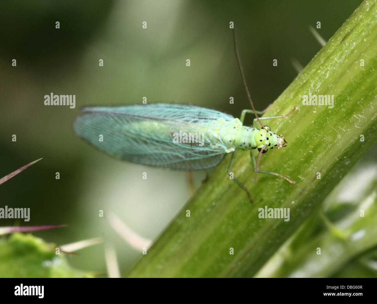 Chrysopa Perla High Resolution Stock Photography and Images - Alamy