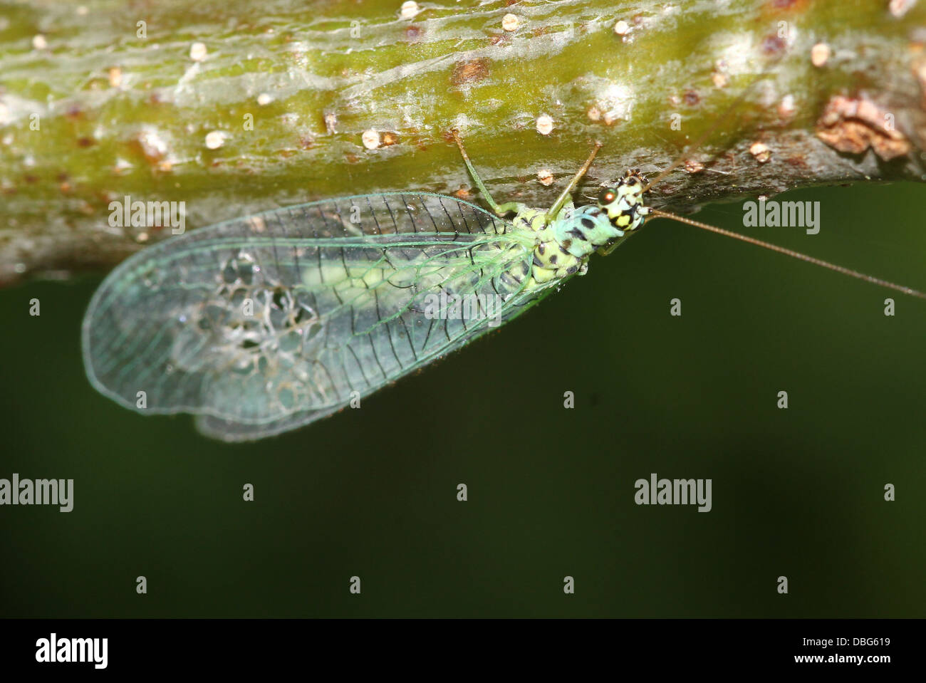 Chrysopa Perla High Resolution Stock Photography and Images - Alamy