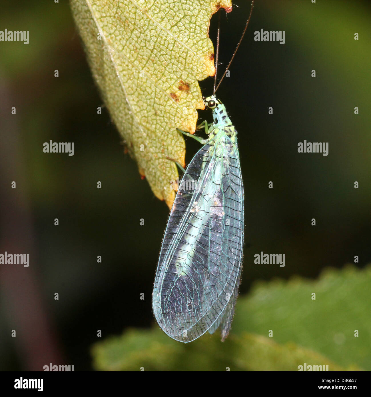 Green Lacewing (Chrysopa perla) macro , various poses (10 images in ...