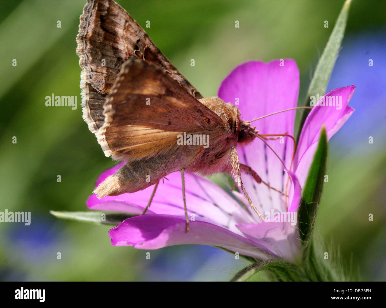 Autographa gamma hi-res stock photography and images - Alamy