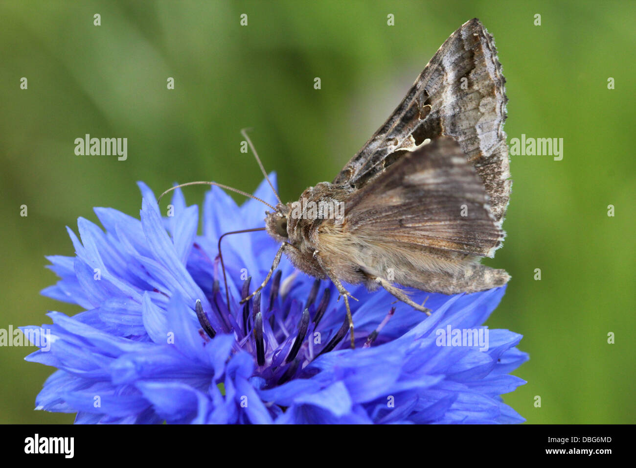 Silver y hi-res stock photography and images - Alamy