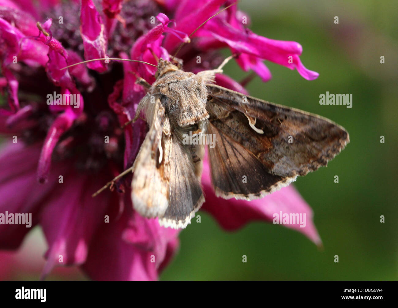 Silver y moth with open wings hi-res stock photography and images - Alamy