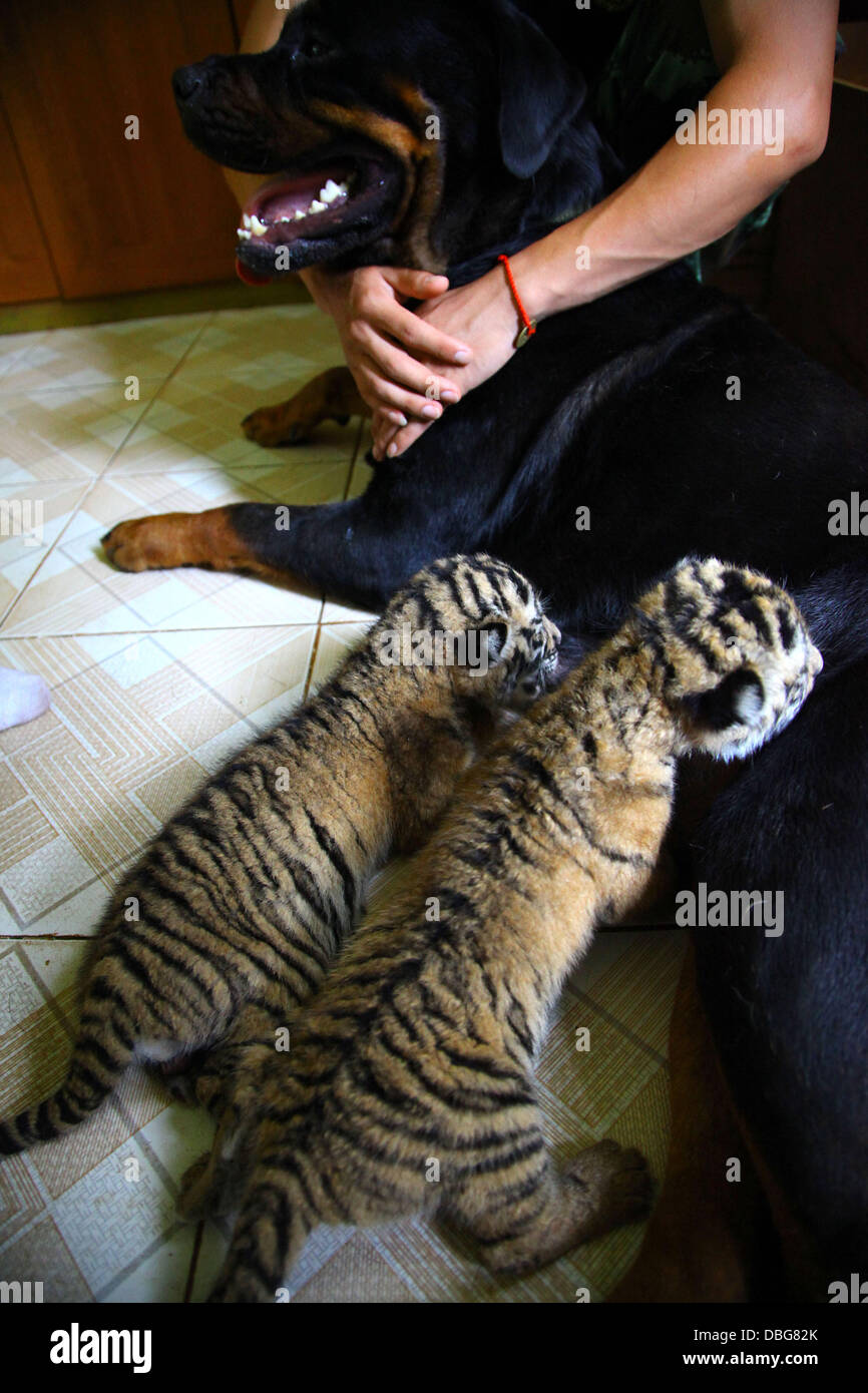 Tiger Cubs Three tiger cubs have been temporarily adopted - by a dog ...