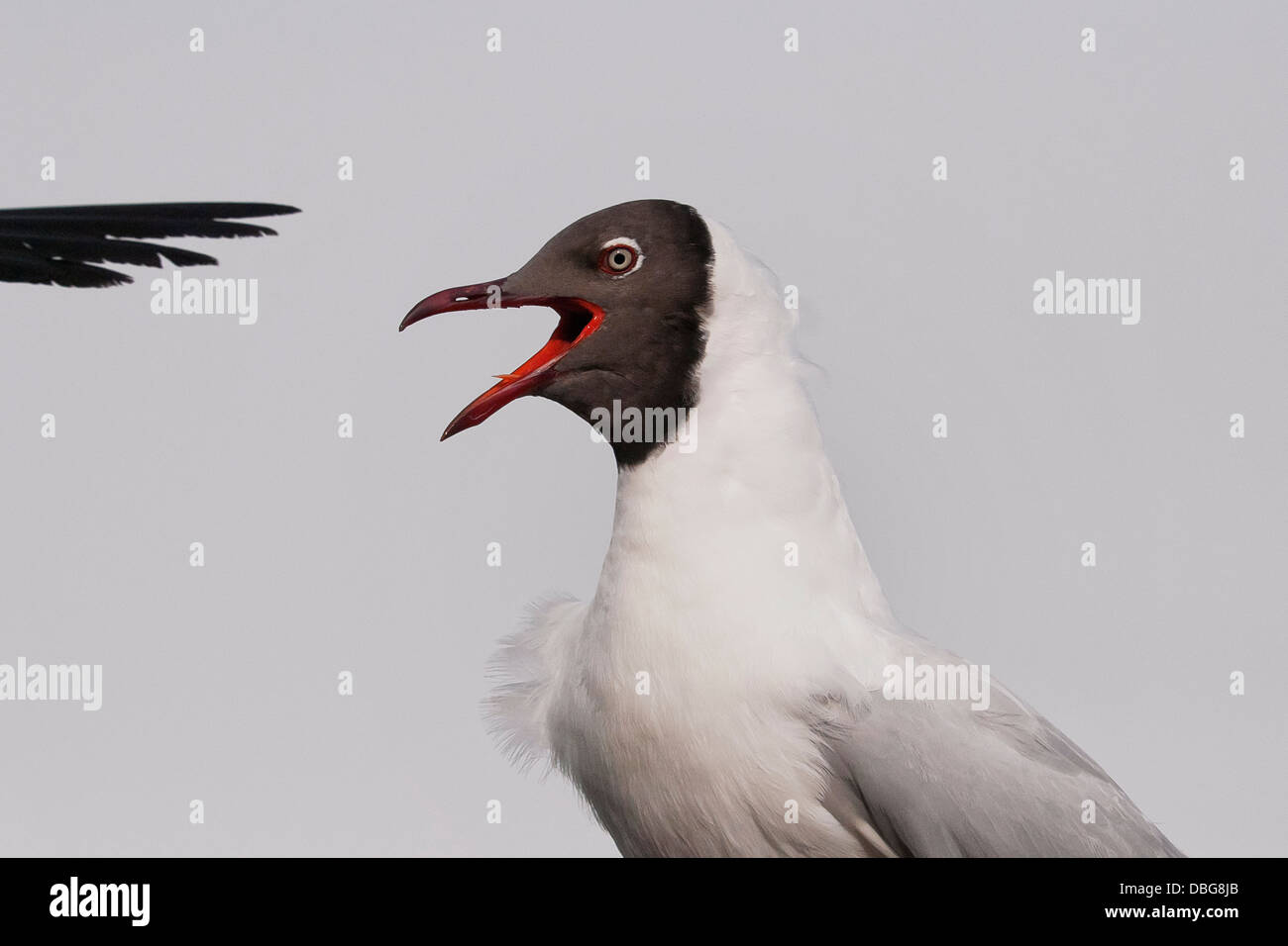 Gull tongue hi-res stock photography and images - Alamy