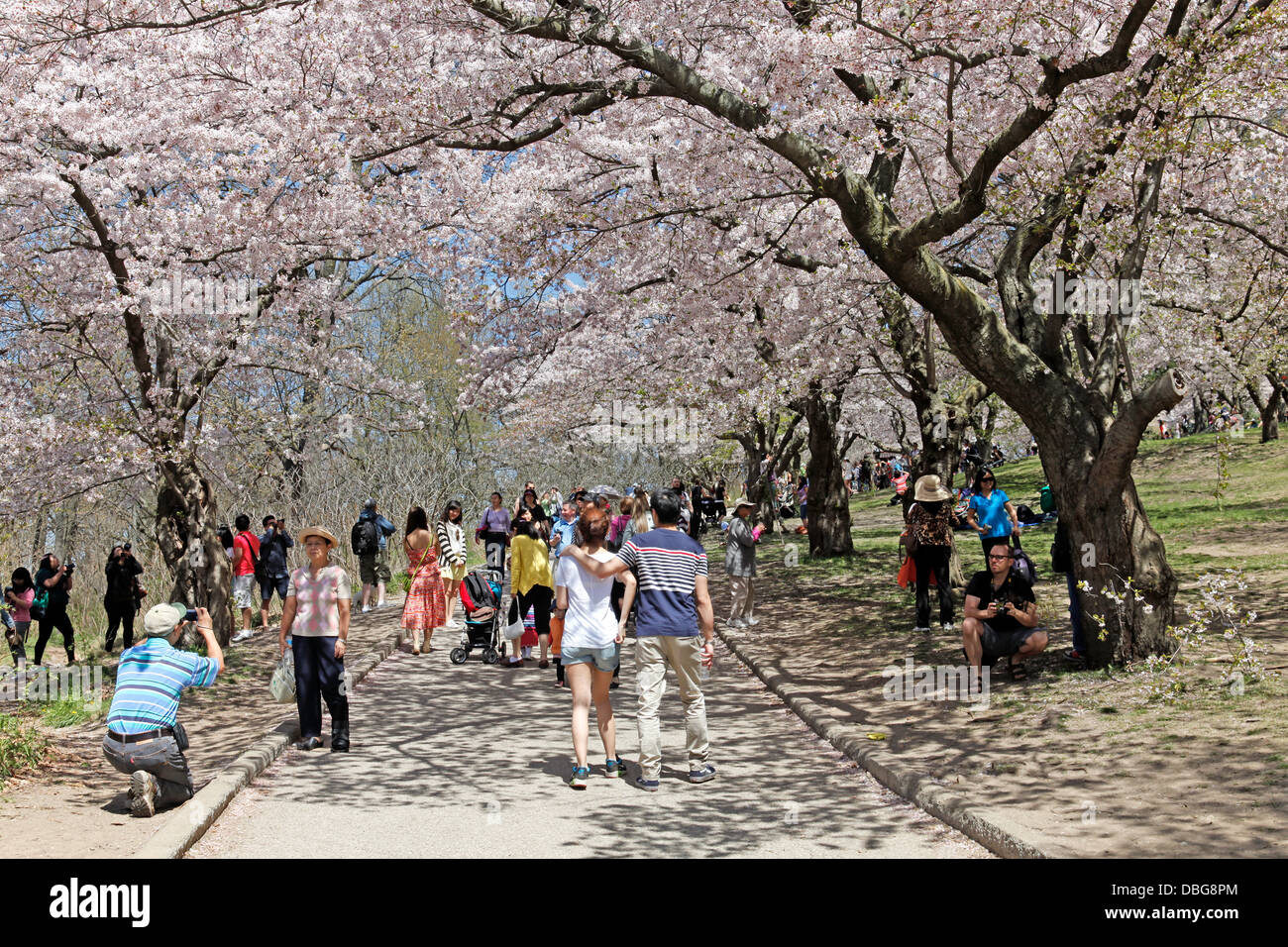 Blossom blossoms bloom spring springtime tram hi-res stock photography ...