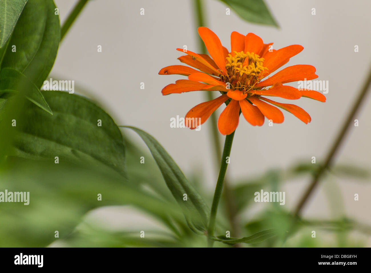 Orange Straw flower Stock Photo - Alamy