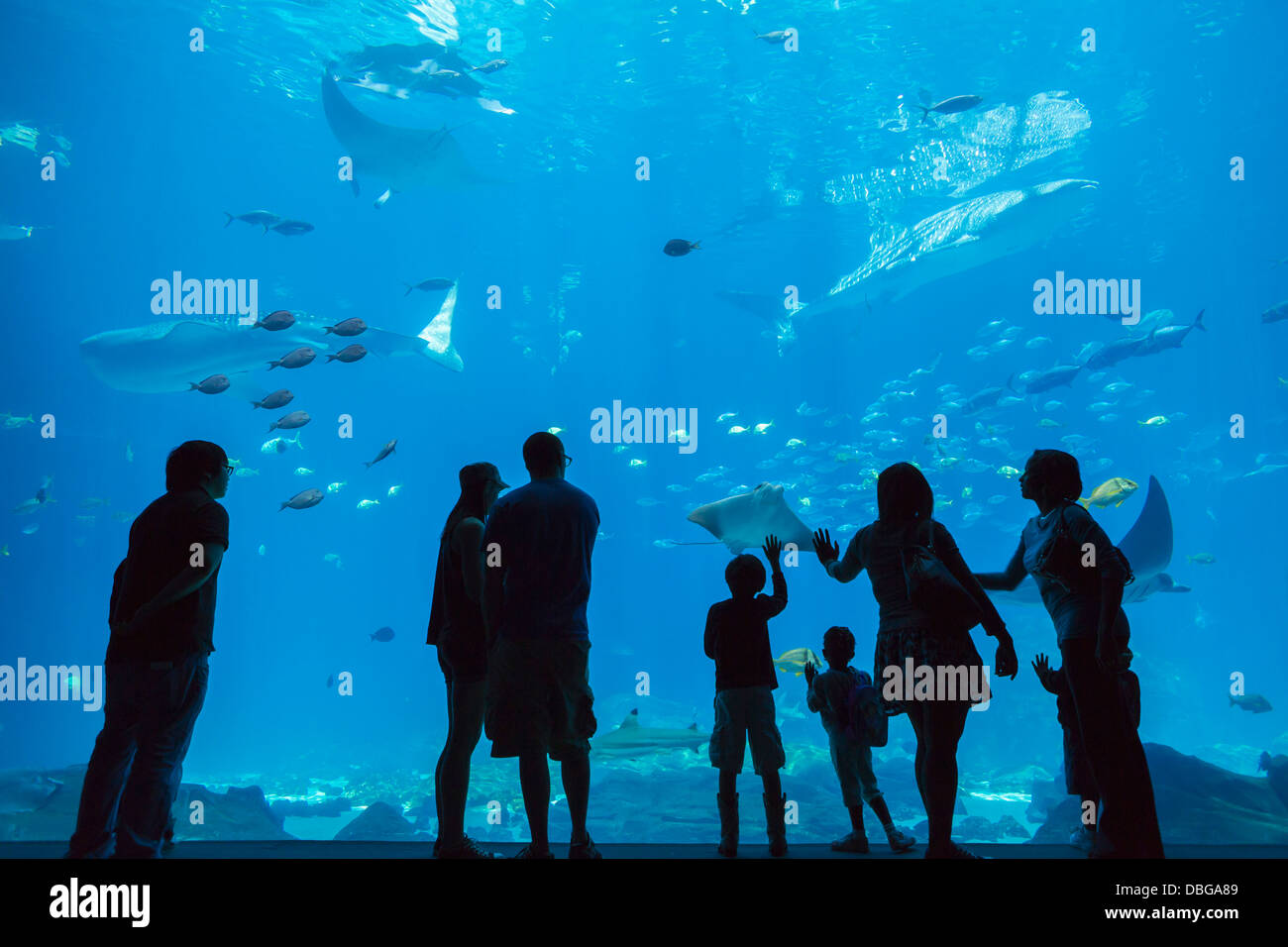 Aquarium hi-res stock photography and images - Alamy