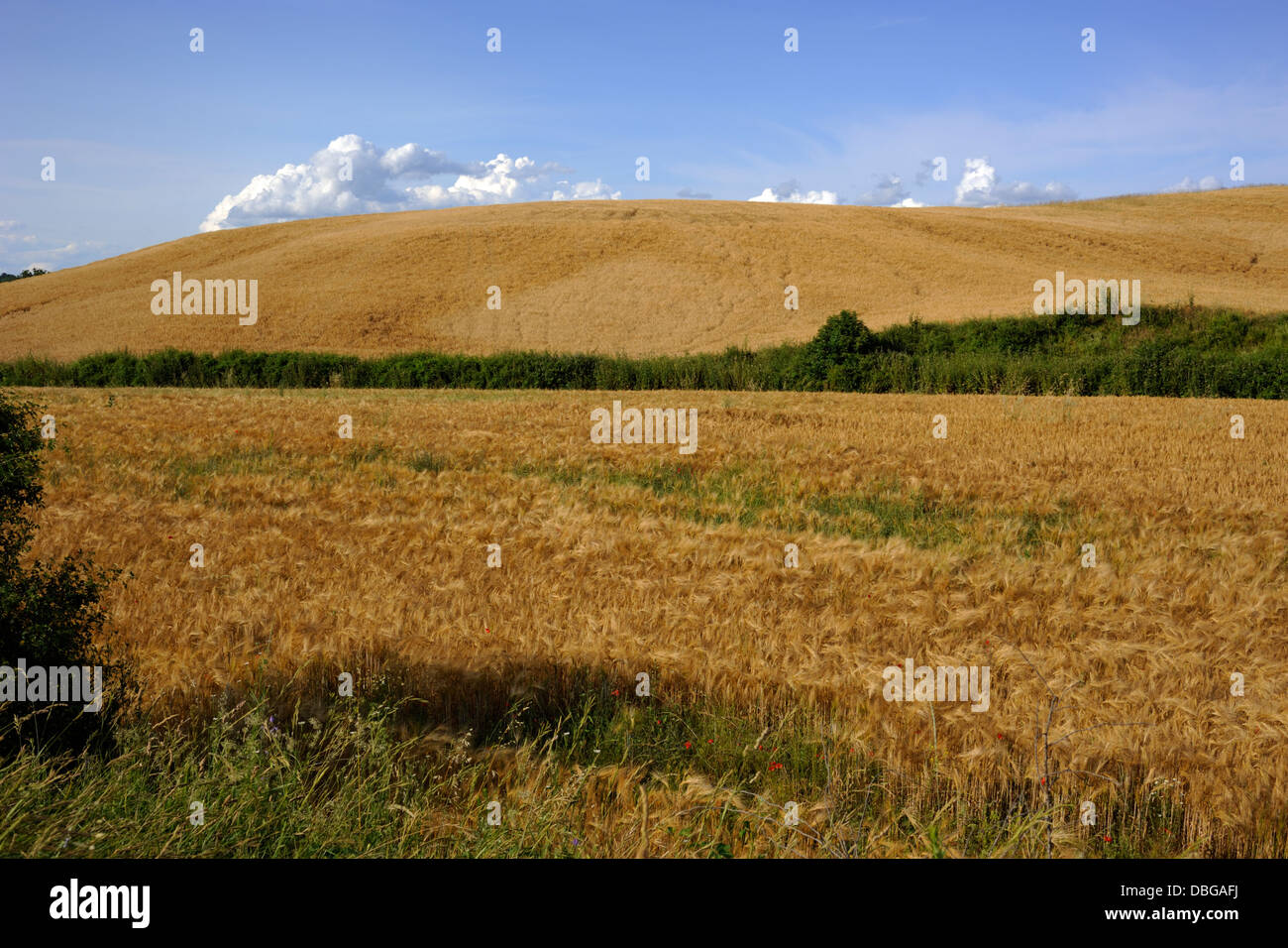 italy, umbria, wheat fields in summer Stock Photo - Alamy