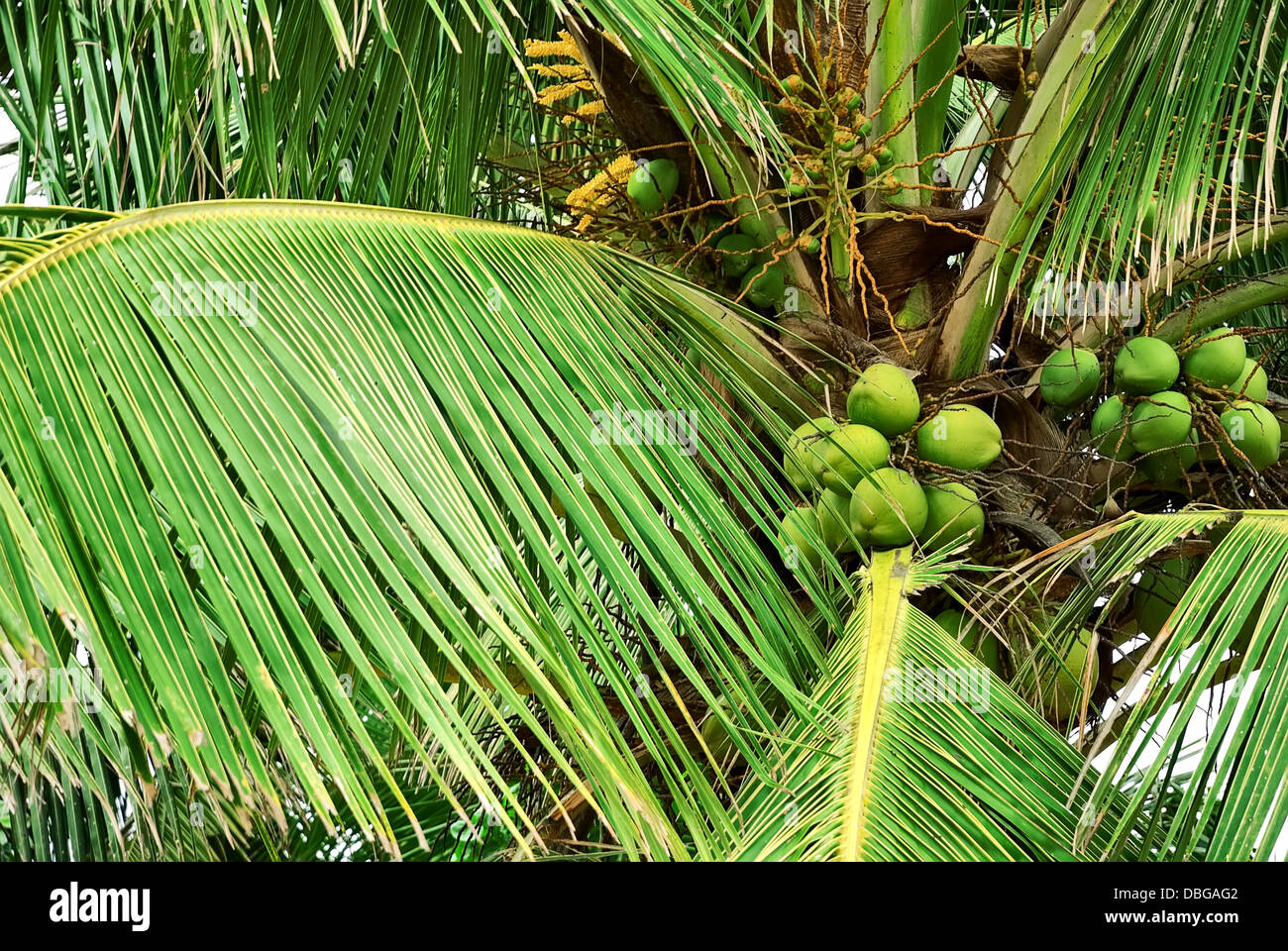 Coconut Palm Tree Stock Photo - Alamy