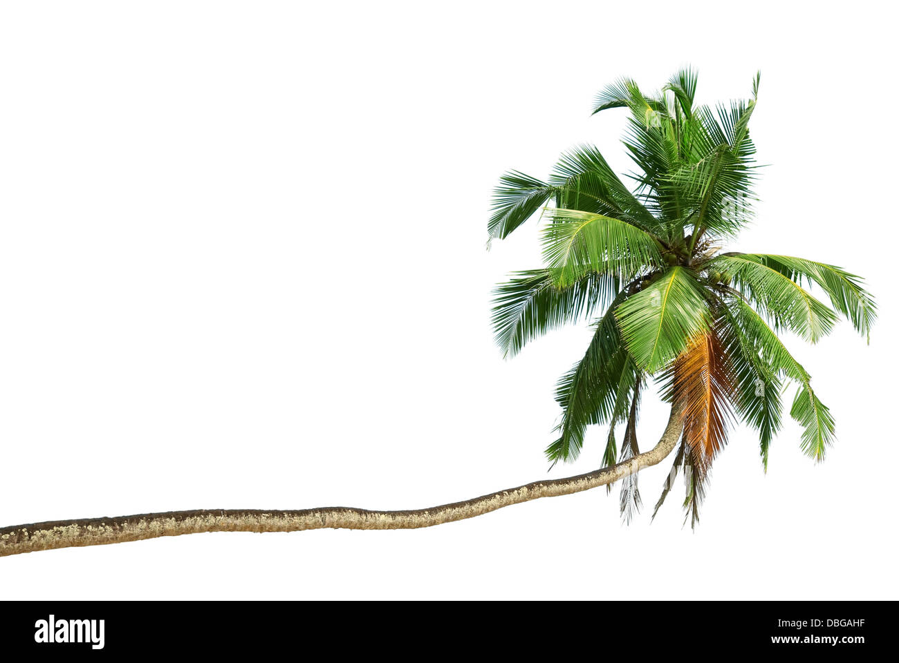 The bent coconut tree Stock Photo - Alamy