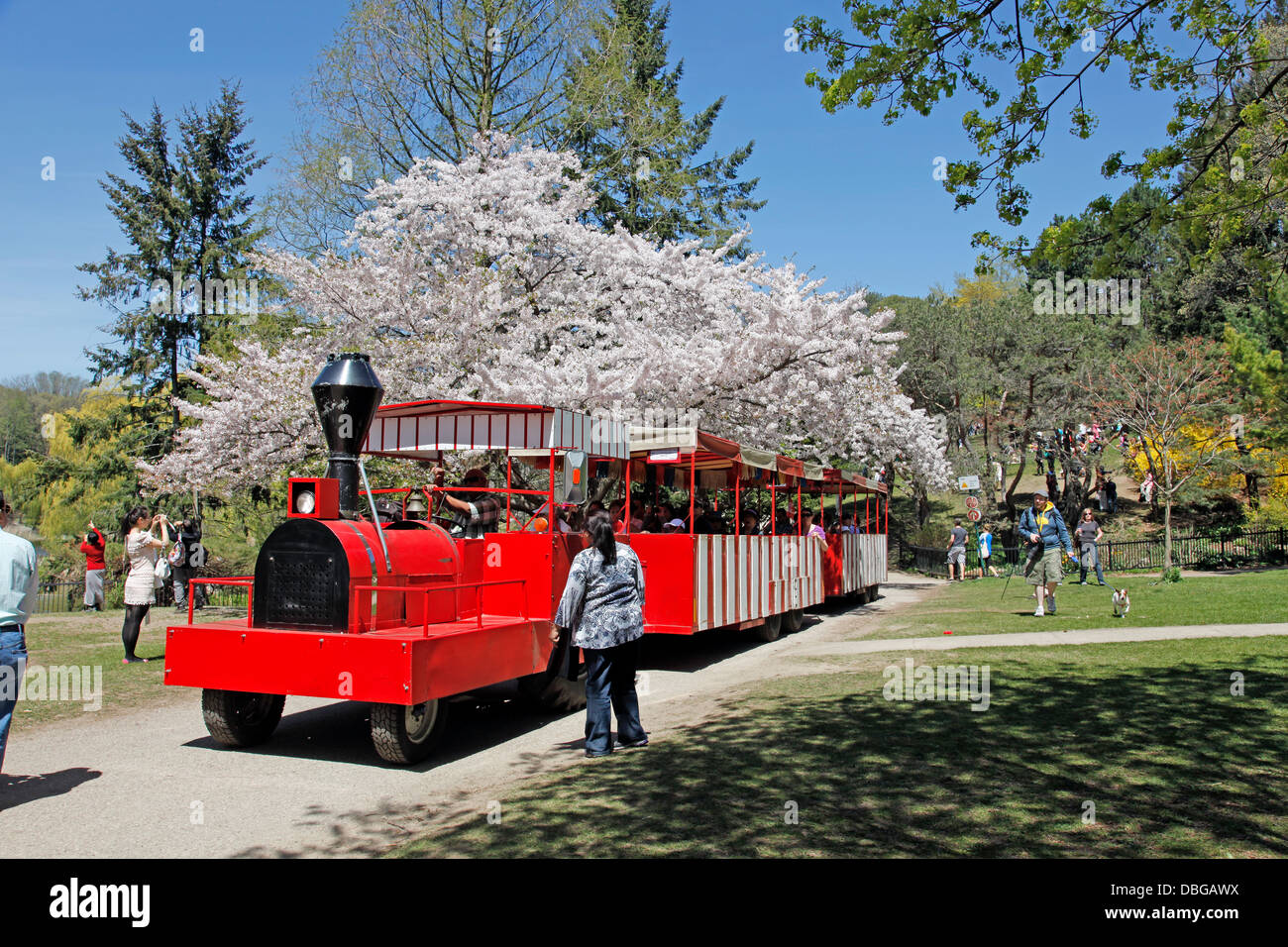 Blossom blossoms bloom spring springtime tram hi-res stock photography ...