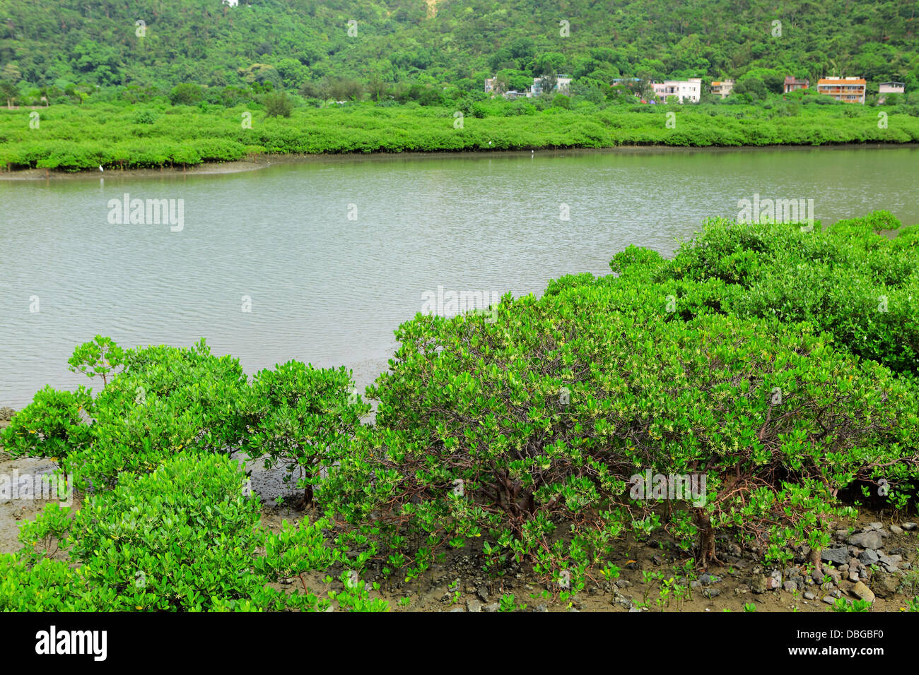Red Mangrove wood in Hong Kong Stock Photo - Alamy