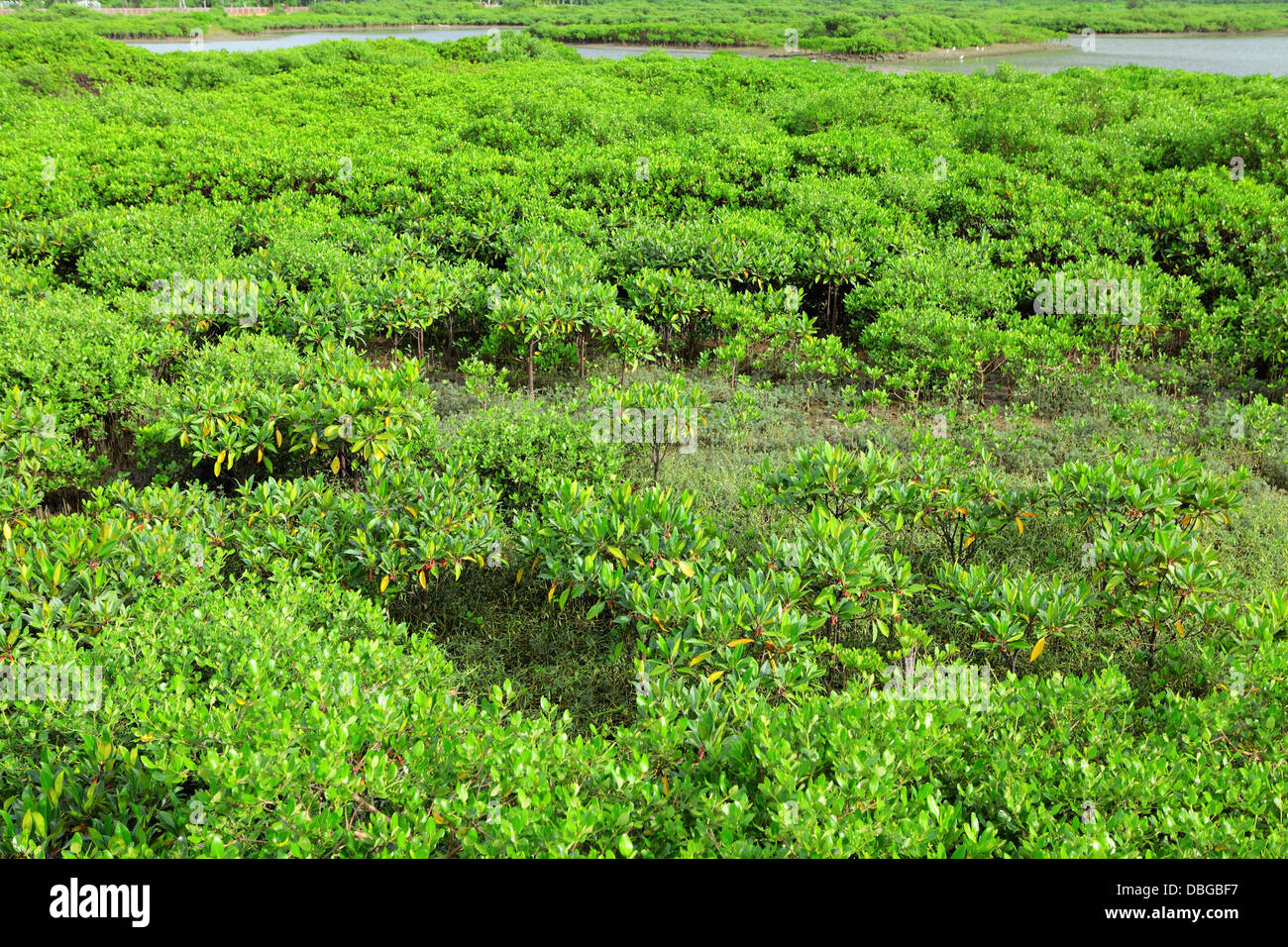 Red Mangrove wood in Hong Kong Stock Photo - Alamy