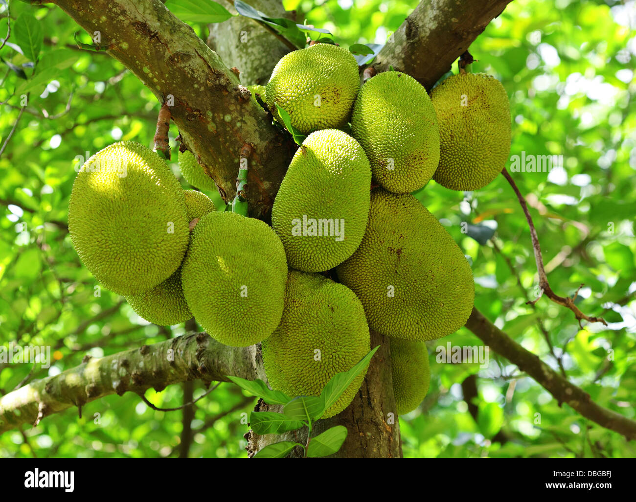 Jackfruit on tree Stock Photo - Alamy