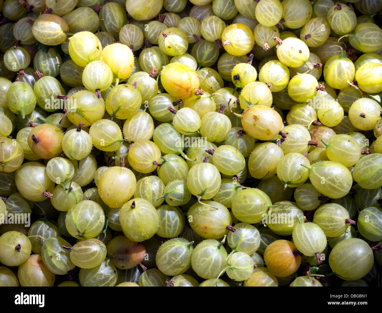 Gooseberry hi-res stock photography and images - Alamy
