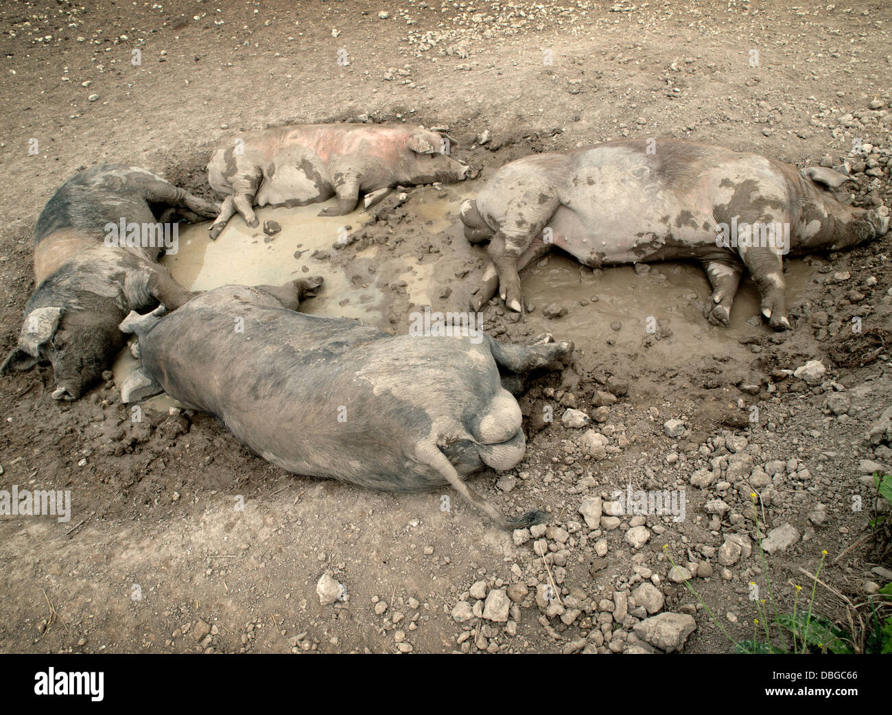 Pigs lying around on a hot day in the English countryside Stock Photo ...