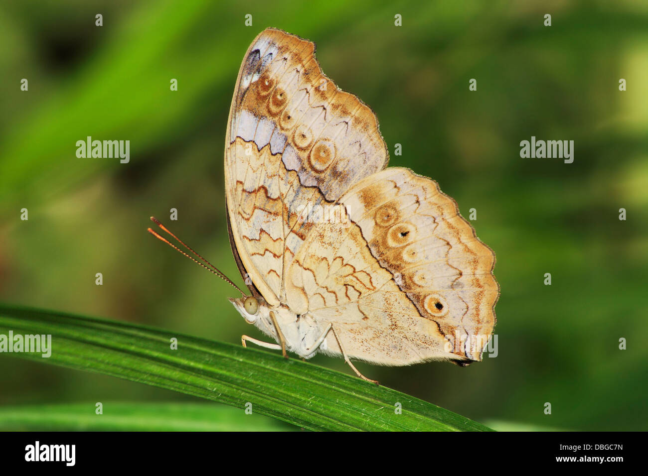A Butterfly, The Grey Pansy Butterfly, Junonia Atlites, Native To India ...